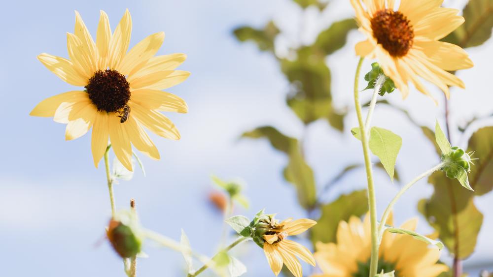 Aggie Explorations Recap: UC Davis Bee Haven | Staff Assembly