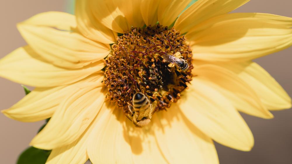 Aggie Explorations Recap: UC Davis Bee Haven | Staff Assembly